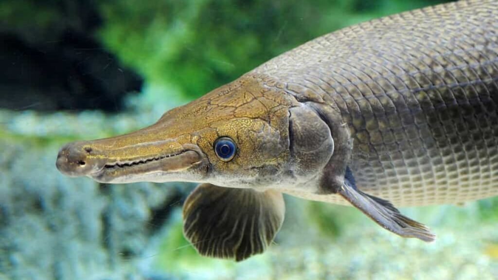 7 ancient fish species older than dinosaurs
